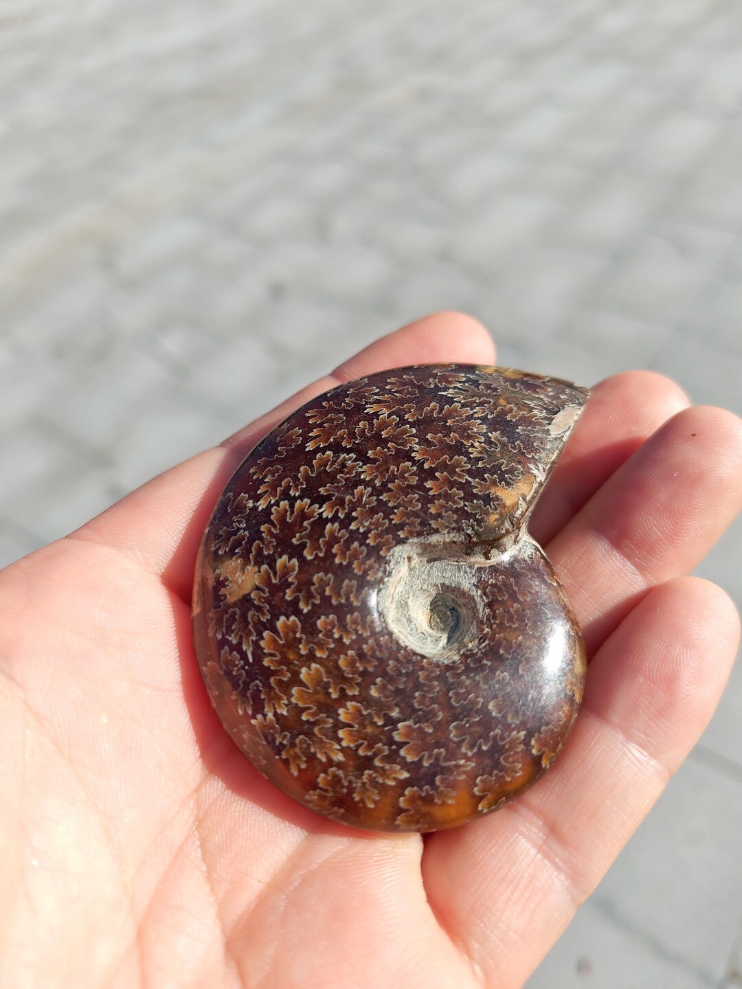 Tentacle Conch Fossil, Display Specimen of Madagascar, Ammonite Shell ...