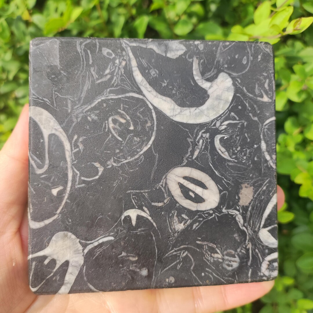 Get 1 Natural Rare Square Fossil Conch Specimen Spiral Shell Snail ...