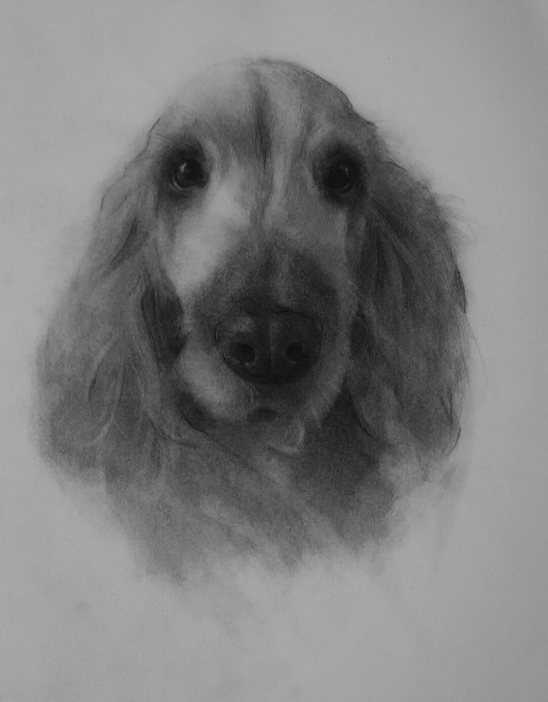 Custom Graphite Pet Portrait – Hand-drawn Memorial Pet Artwork - Etsy