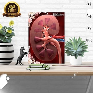 Medical Art Print, Human Kidney, Anatomy Art, Doctor Office Decor ...