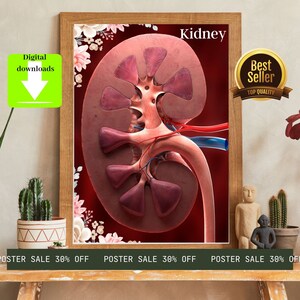 Medical Art Print, Human Kidney, Anatomy Art, Doctor Office Decor ...