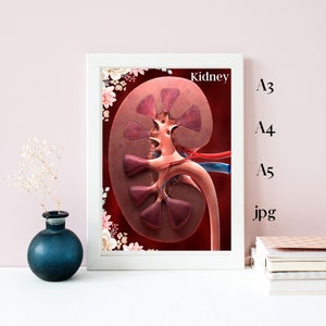 Medical Art Print, Human Kidney, Anatomy Art, Doctor Office Decor ...
