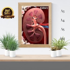 Medical Art Print, Human Kidney, Anatomy Art, Doctor Office Decor ...