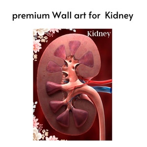 Medical Art Print, Human Kidney, Anatomy Art, Doctor Office Decor ...