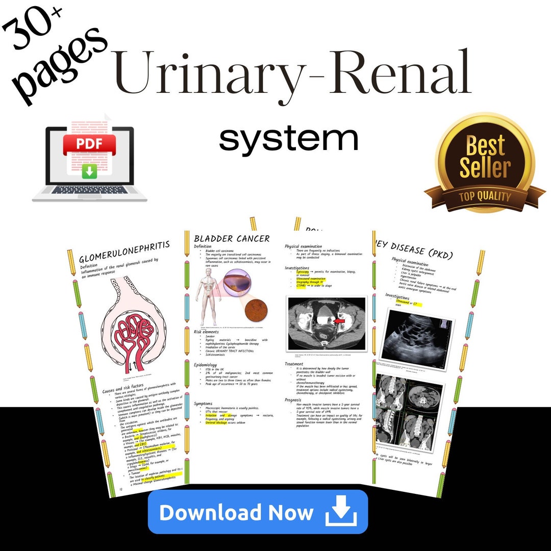 Urinary Renal System Notes, Nursing Notes, Nurse in the Making, Nursing ...