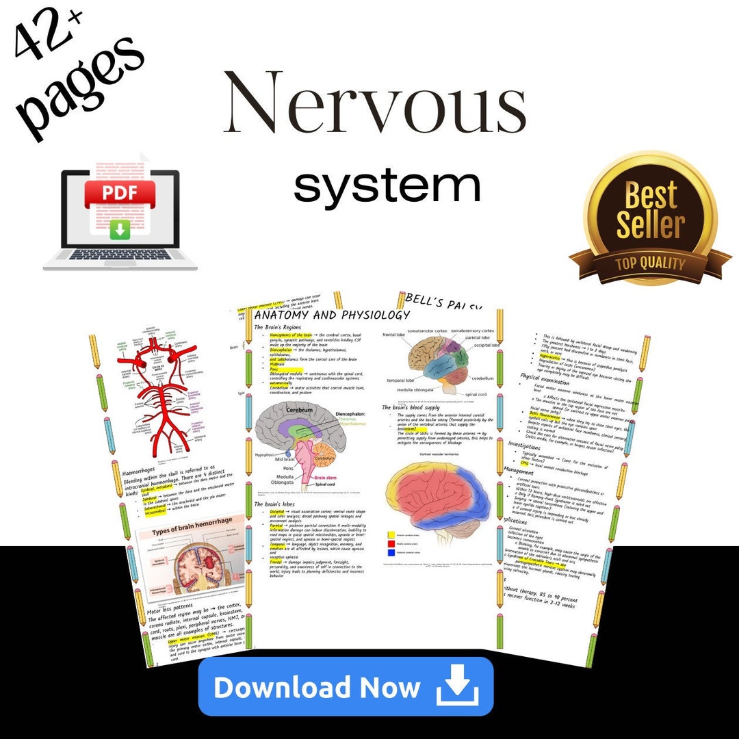 Nervous System Notes, Nursing Notes, Nurse in the Making, Nursing Study ...