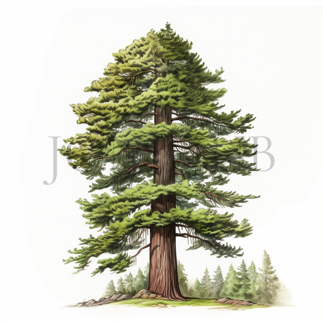 Sequoia Trees Clipart | 10 High Quality Jpg's | Digital Download | Tree ...