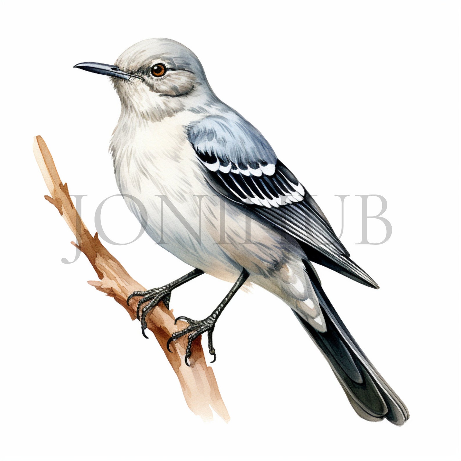 Northern Mockingbird Clipart | 10 High Quality Jpg's | Digital Download ...