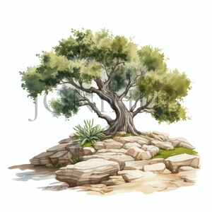 Olive Tree on Cliff Clipart | 10 High Quality Jpg's | Digital Download ...