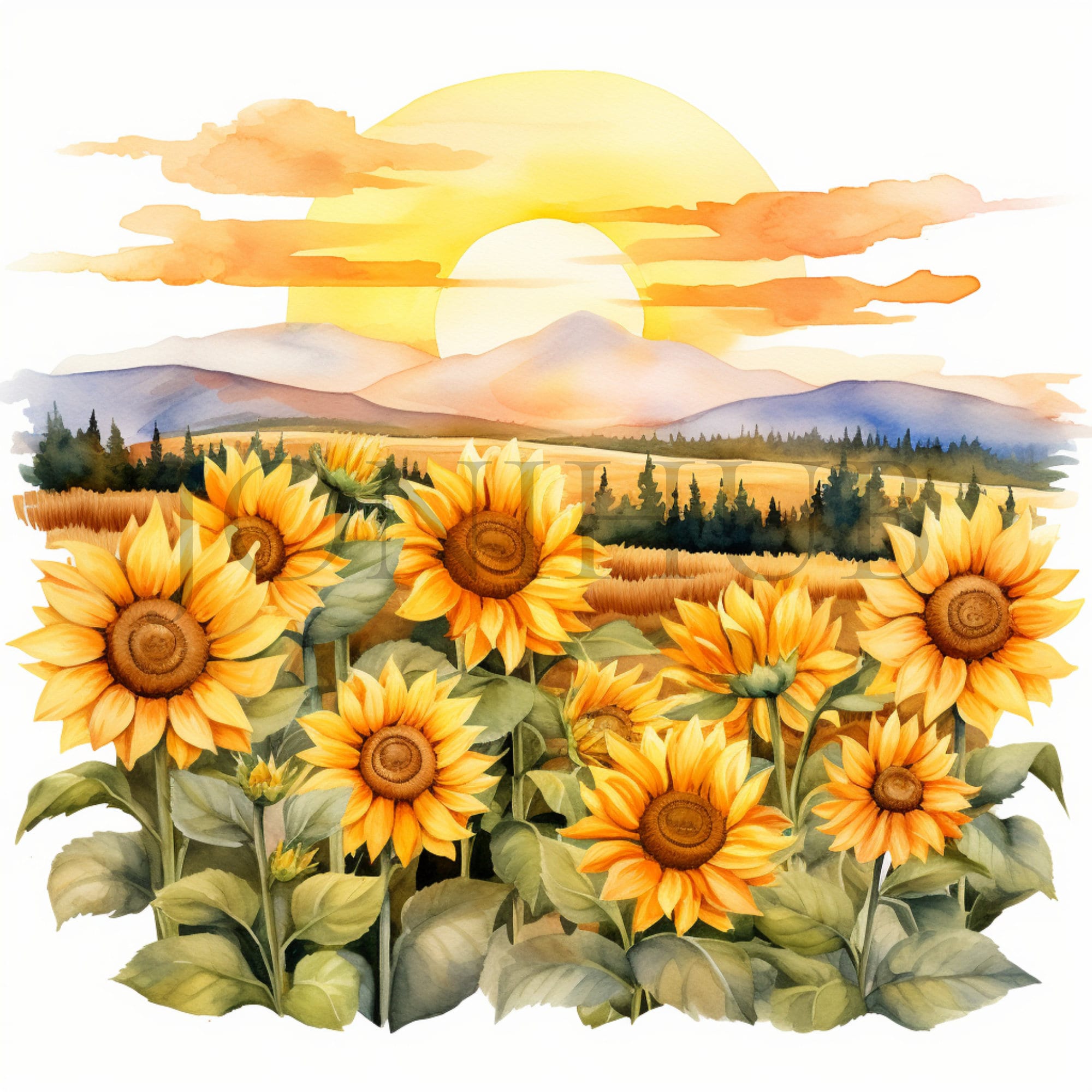 Sunflowers Fields Clipart | 10 High Quality Jpg's | Digital Download ...