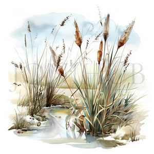 Watercolor Cattails and Reeds in Water Pond Clipart | 10 High Quality ...