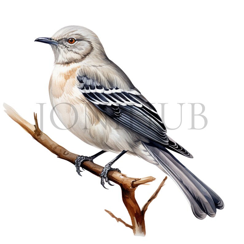 Northern Mockingbird Clipart | 10 High Quality Jpg's | Digital Download ...