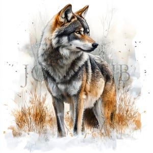 Wolf in Winter Clipart | 10 High Quality Jpgs | Digital Download | Wild ...