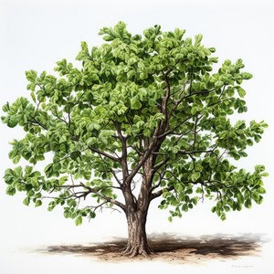 Black Walnut Trees Clipart | 10 High Quality Jpgs | Instant Digital ...
