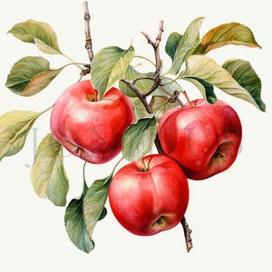 Apple Branches Clipart 10 High Quality Jpgs Digital Download Watercolor ...