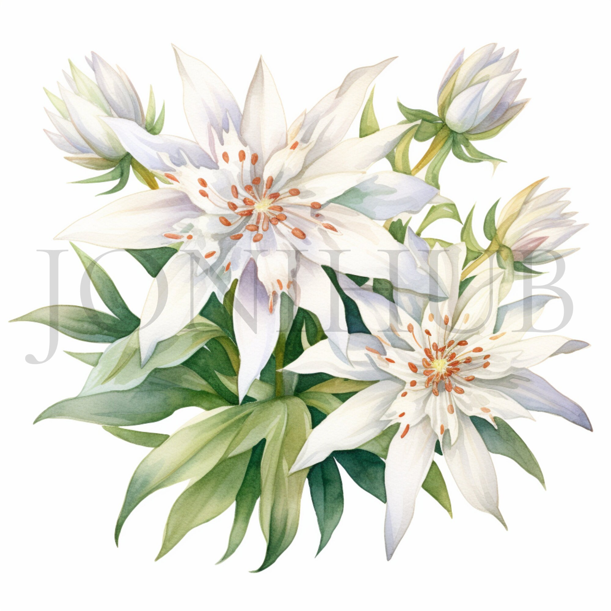 Edelweiss Clipart | 10 High Quality Jpg's | Digital Download | Floral ...