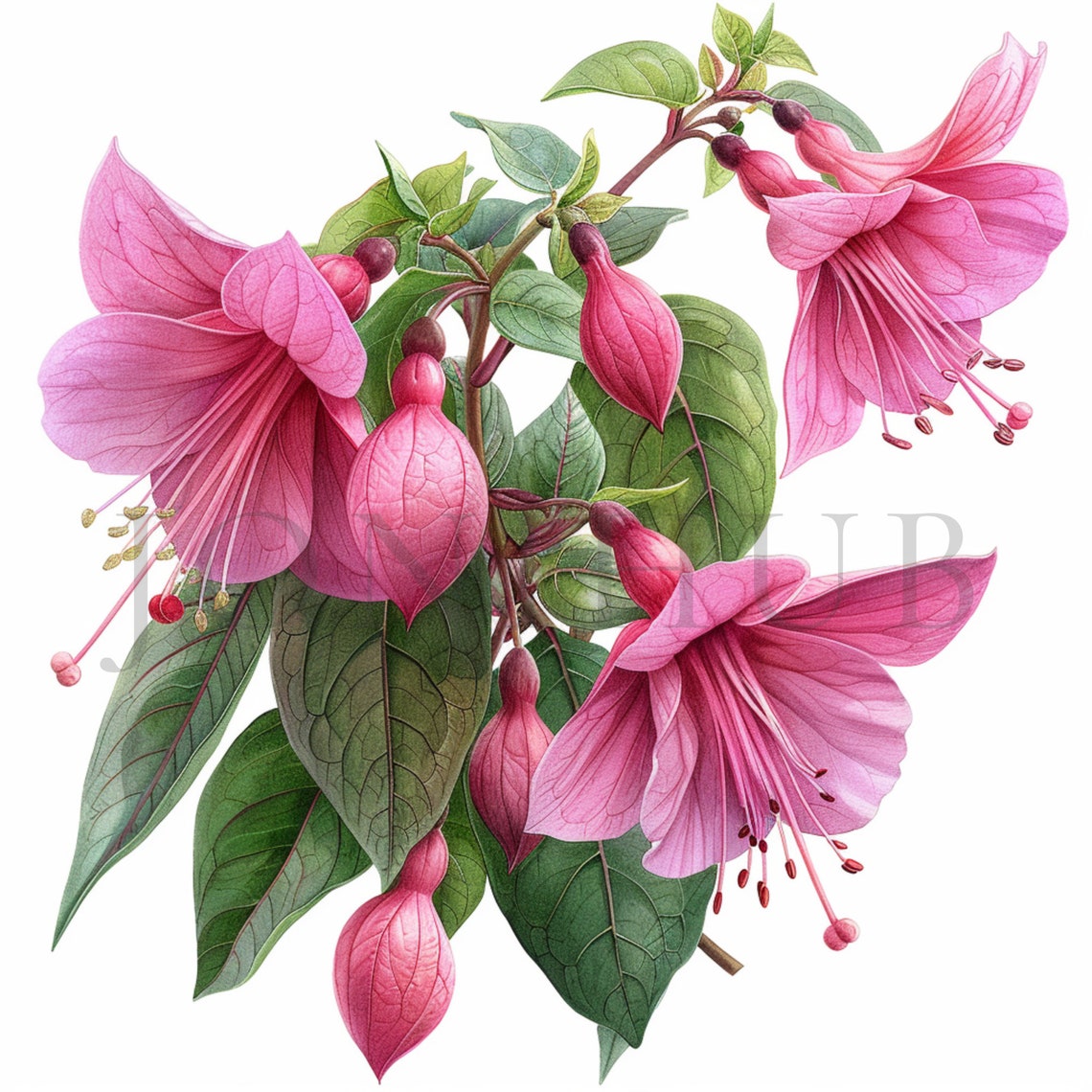 Fuchsia Clipart | 10 High Quality Jpgs | Digital Download | Card Making ...
