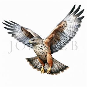 Cooper's Hawk Clipart | 10 High Quality Jpgs | Digital Download | Card ...