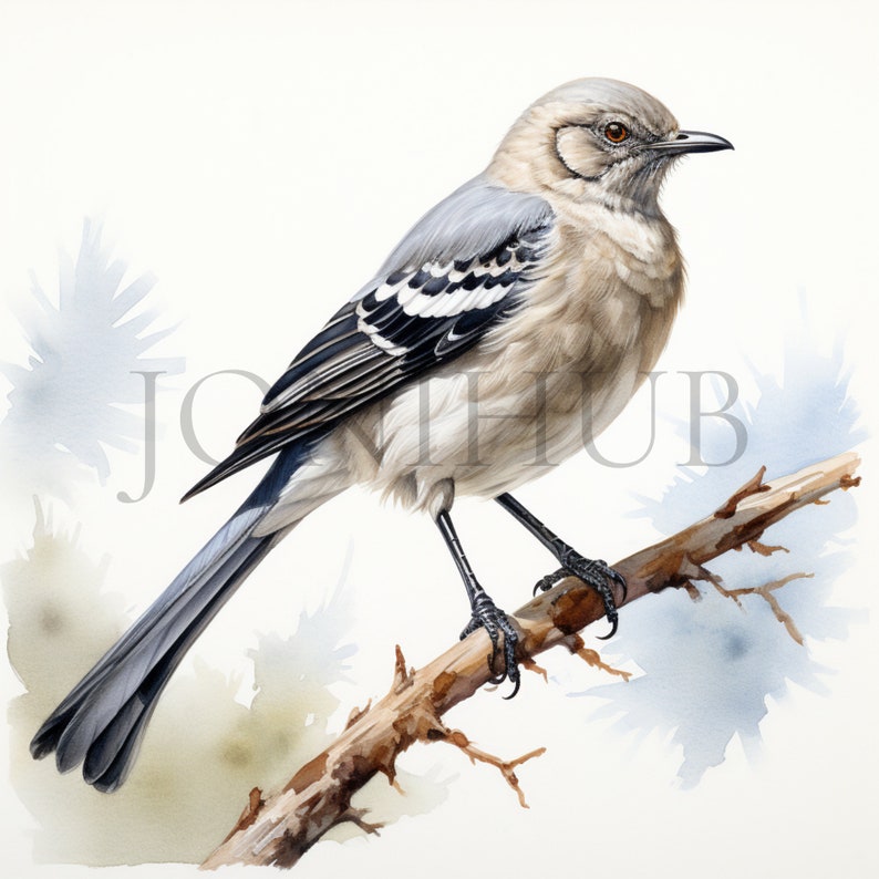 Northern Mockingbird Clipart 10 High Quality Jpg's Digital Download ...