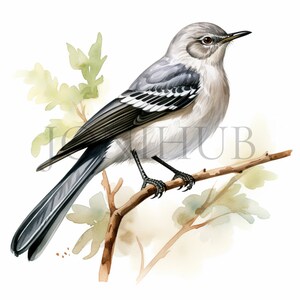 Northern Mockingbird Clipart | 10 High Quality Jpg's | Digital Download ...