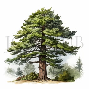 Cedar Trees Clipart | 10 High Quality Jpg's | Digital Download ...
