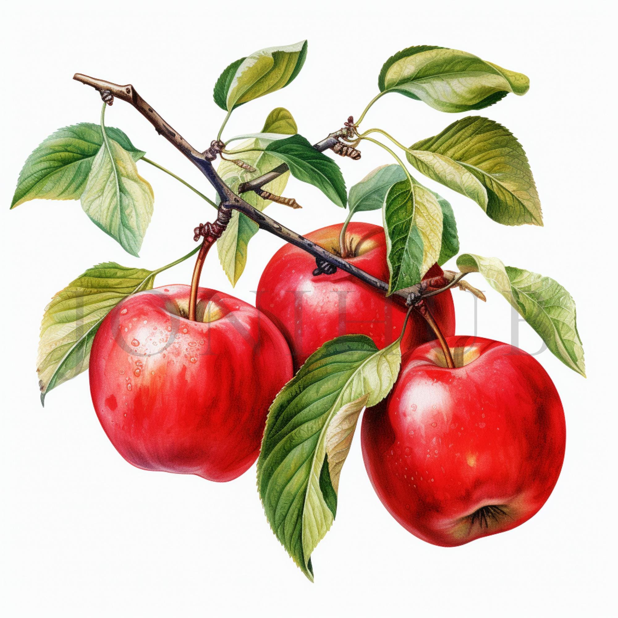 Apple Branches Clipart | 10 High Quality Jpgs | Digital Download ...