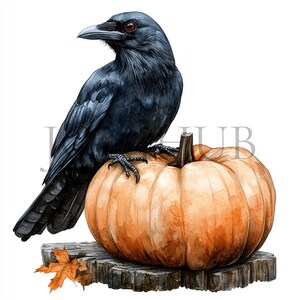 Crow on Pumpkin Clipart | 10 High Quality Jpg's | Digital Download ...