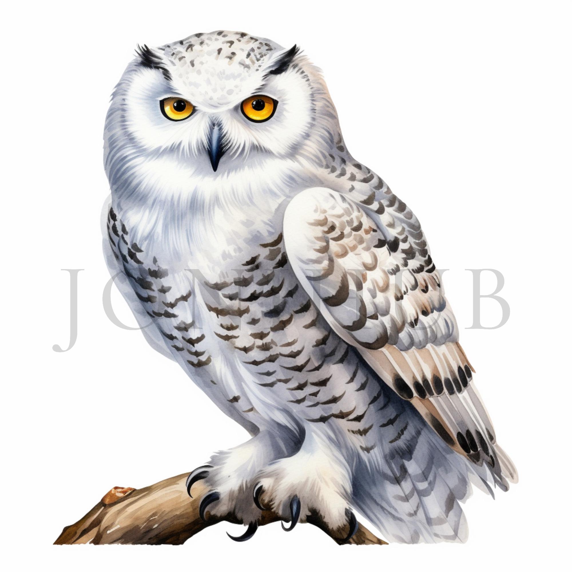Snowy Owl Clipart | 10 High Quality Jpgs | Instant Digital Download ...