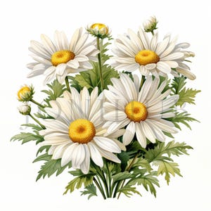 Daisies Bouquet Clipart | 10 High Quality Jpgs | Digital Download ...