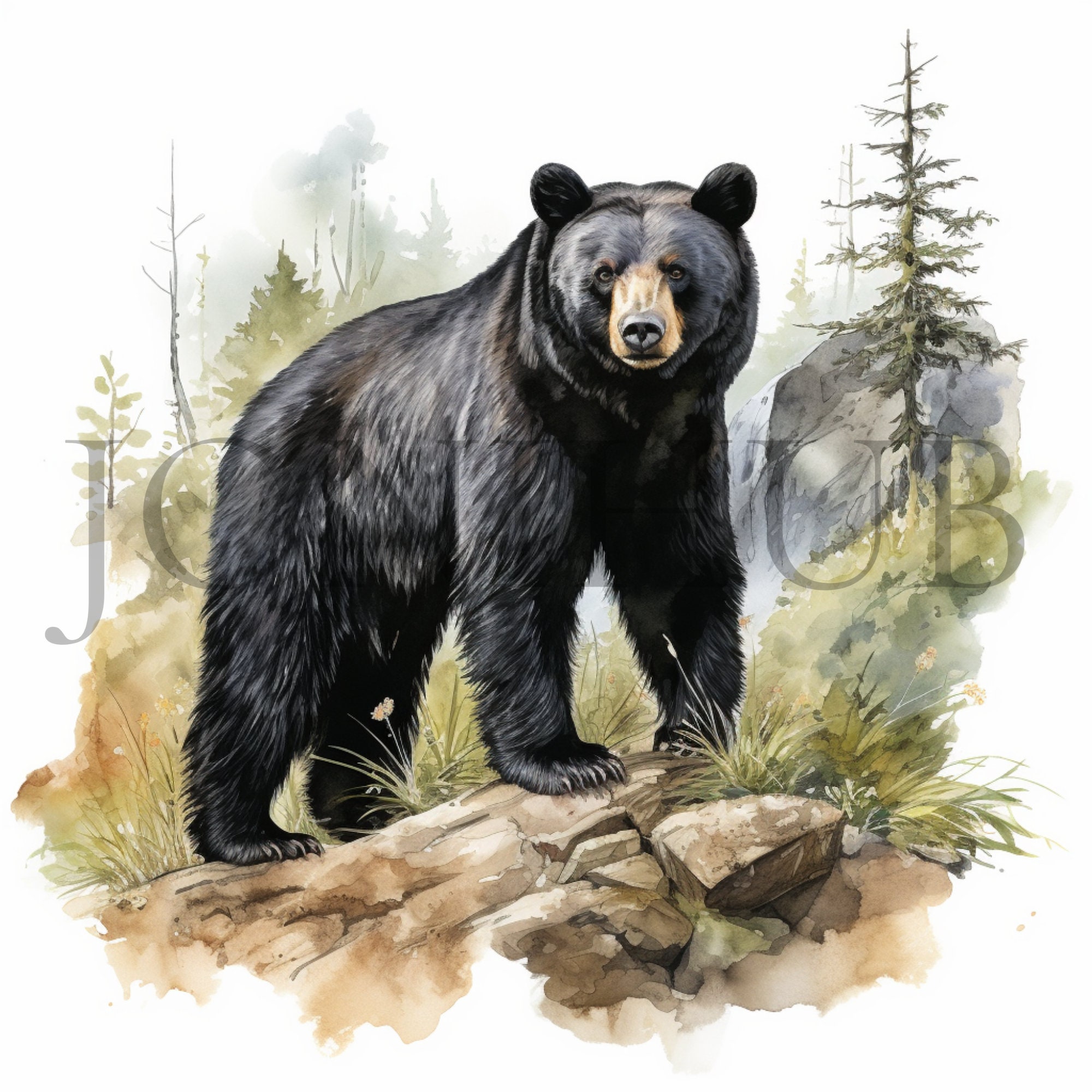 Watercolor Black Bear Clipart 10 High Quality Jpgs Digital Download ...