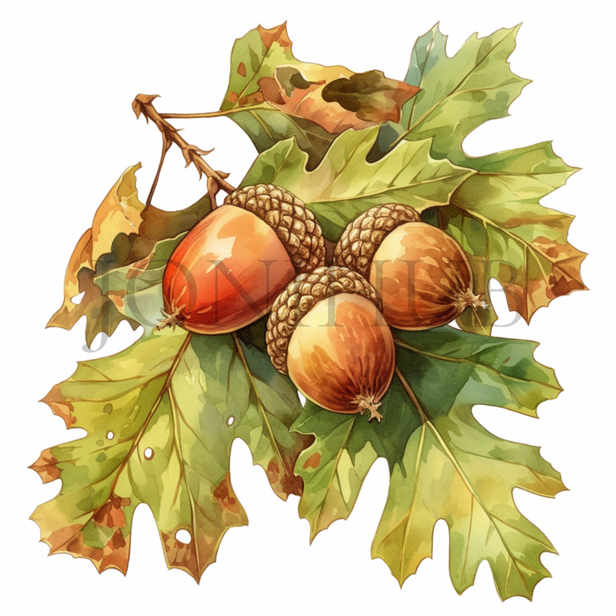 Oak Acorns Clipart | 10 High Quality Jpg's | Digital Download | Nature ...