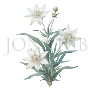 Edelweiss Clipart | 10 High Quality Jpg's | Digital Download | Digital ...