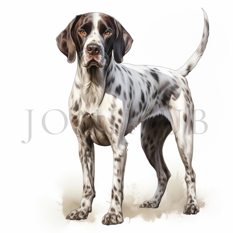 English Pointer Clipart | 10 High Quality Jpgs | Digital Download ...