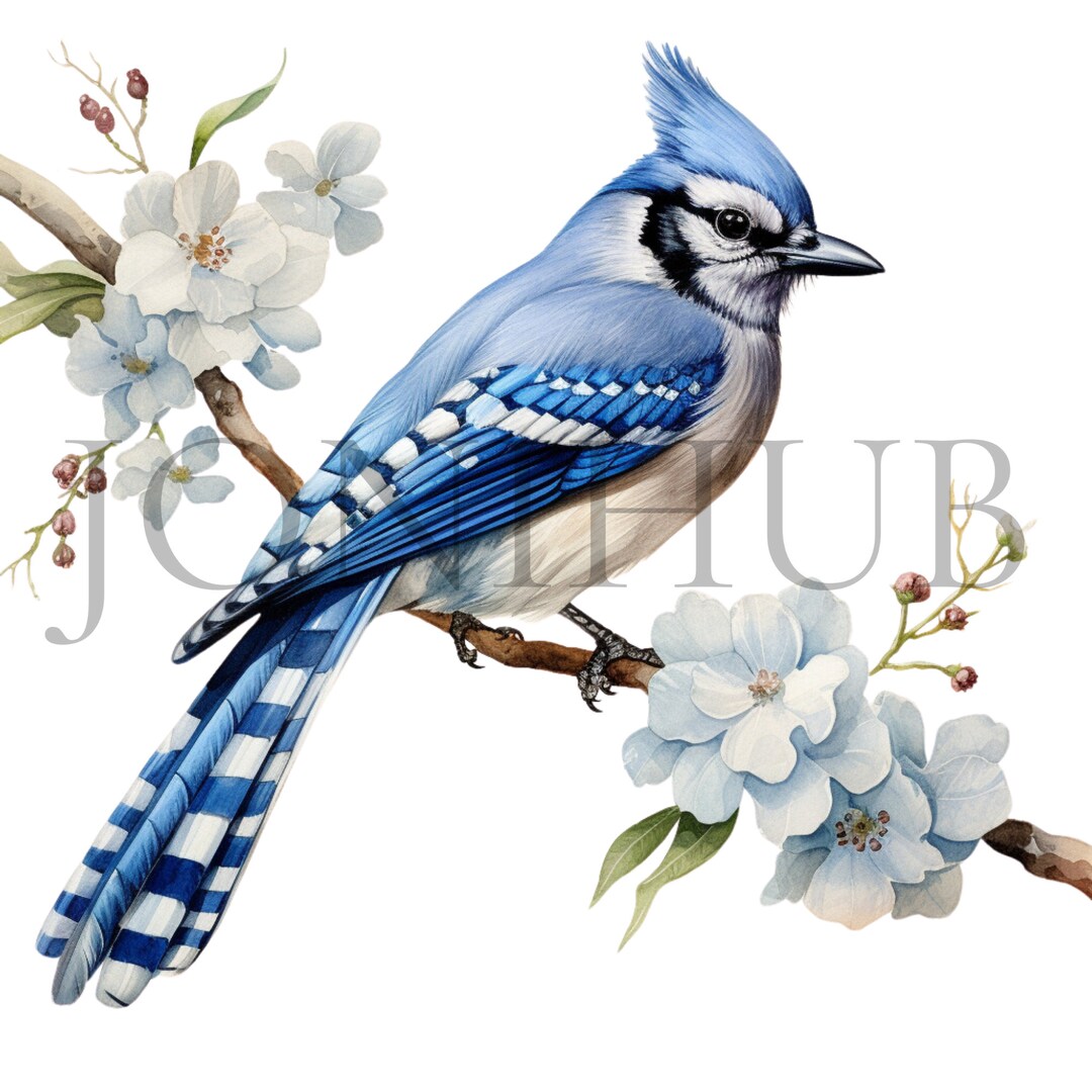 Vintage Blue Jay Clipart | 10 High Quality Jpg's | Digital Download ...