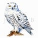 Snowy Owl Clipart | 10 High Quality Jpgs | Instant Digital Download ...