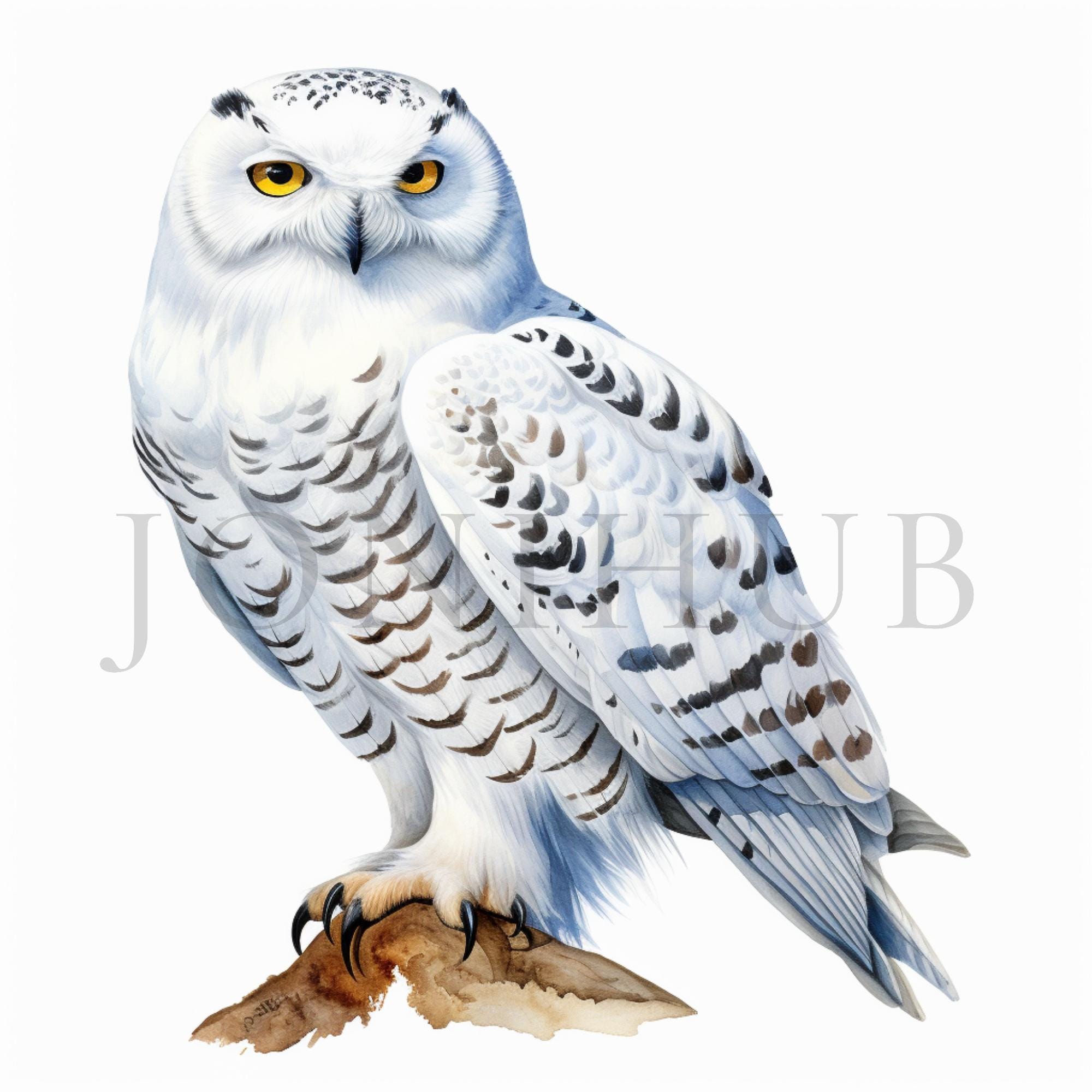 Snowy Owl Clipart | 10 High Quality Jpgs | Instant Digital Download ...