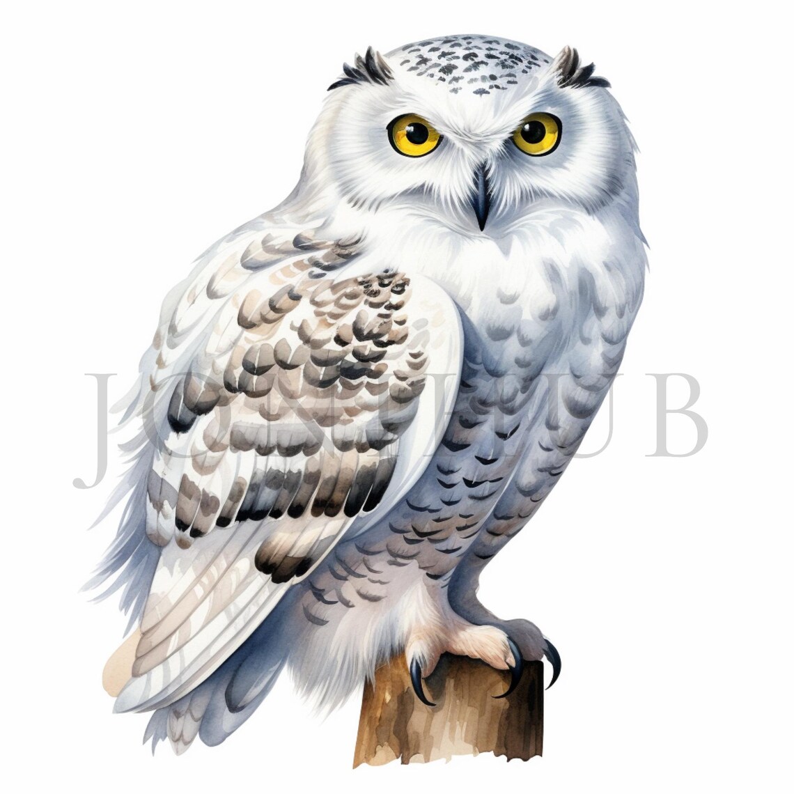 Snowy Owl Clipart | 10 High Quality Jpgs | Instant Digital Download ...