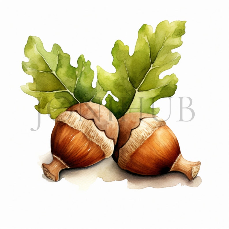 Oak Acorns Clipart | 10 High Quality Jpg's | Digital Download | Oak ...