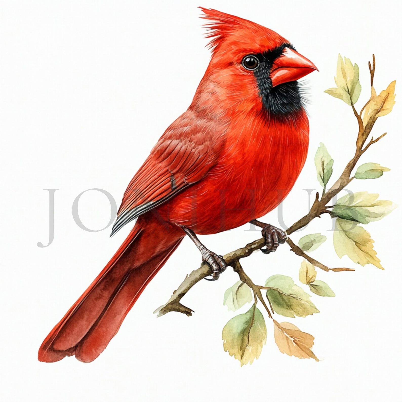 Red Cardinal Bird Clipart | 10 High Quality Jpgs | Digital Download ...