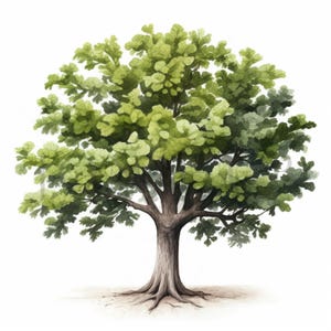 Black Walnut Trees Clipart 10 High Quality Jpgs Instant Digital ...