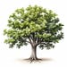 Black Walnut Trees Clipart | 10 High Quality Jpgs | Instant Digital ...