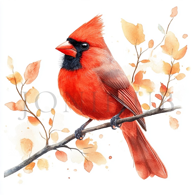 Red Cardinal Bird Clipart | 10 High Quality Jpgs | Digital Download ...