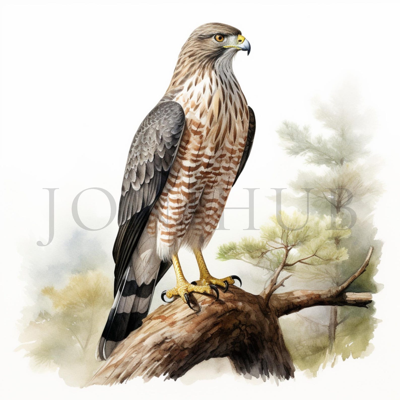 Cooper's Hawk Clipart | 10 High Quality Jpgs | Digital Download ...