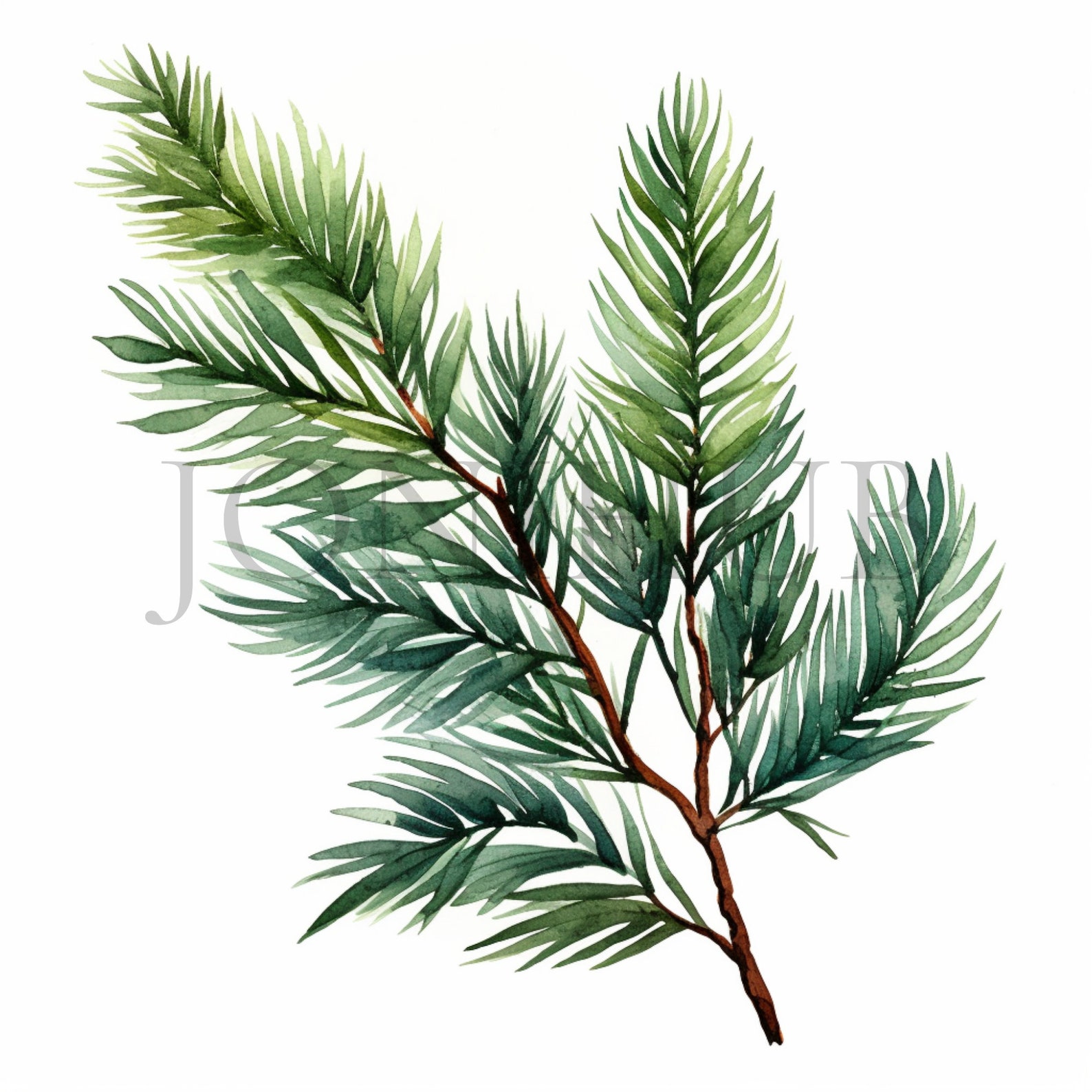 Fir Branches Clipart | 10 High Quality Jpg's | Digital Download ...