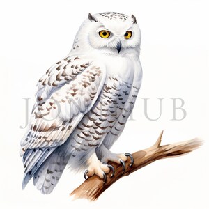 Snowy Owl Clipart | 10 High Quality Jpgs | Instant Digital Download ...