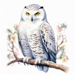 Snowy Owl Clipart | 10 High Quality Jpgs | Instant Digital Download ...