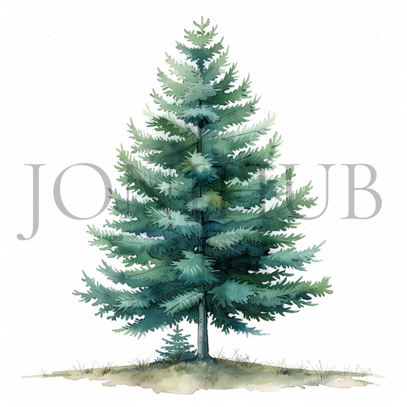 Fir Trees Clipart 10 High Quality Jpg's Digital Download Fir Tree ...