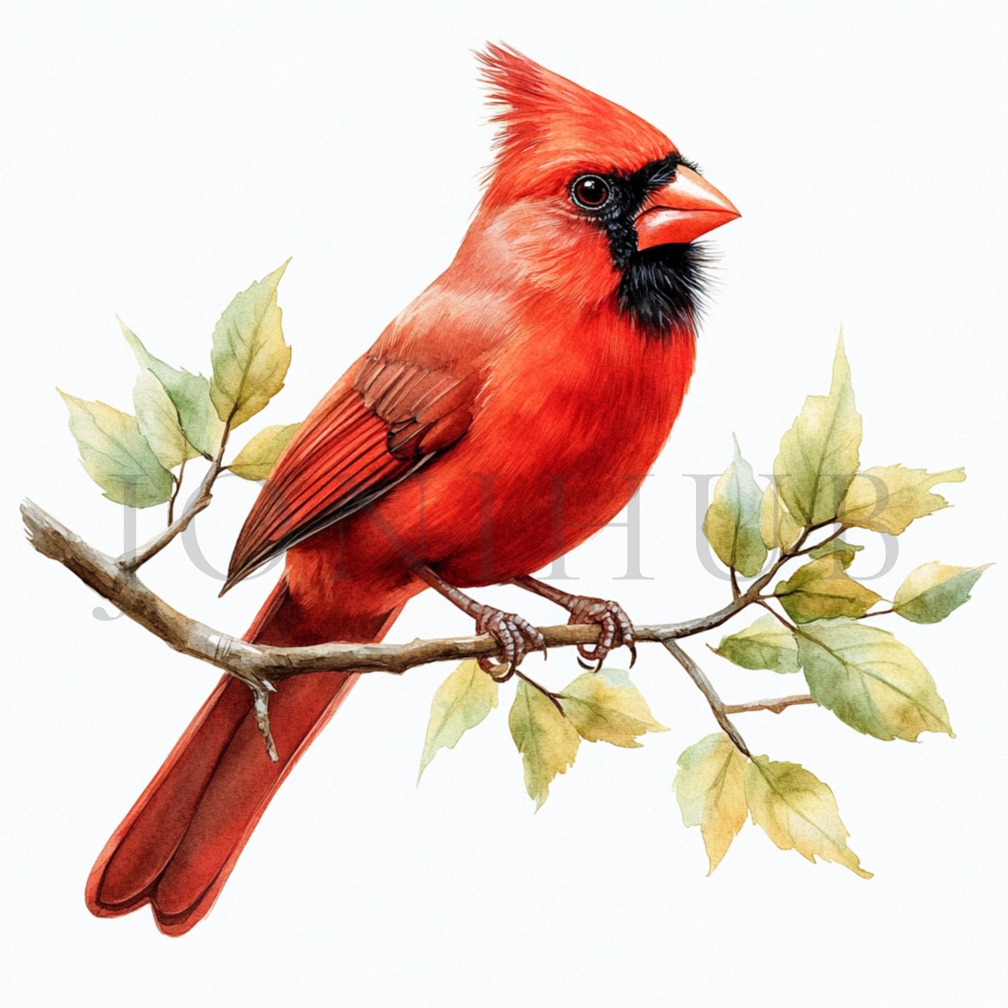 Red Cardinal Bird Clipart 10 High Quality Jpgs Digital Download ...