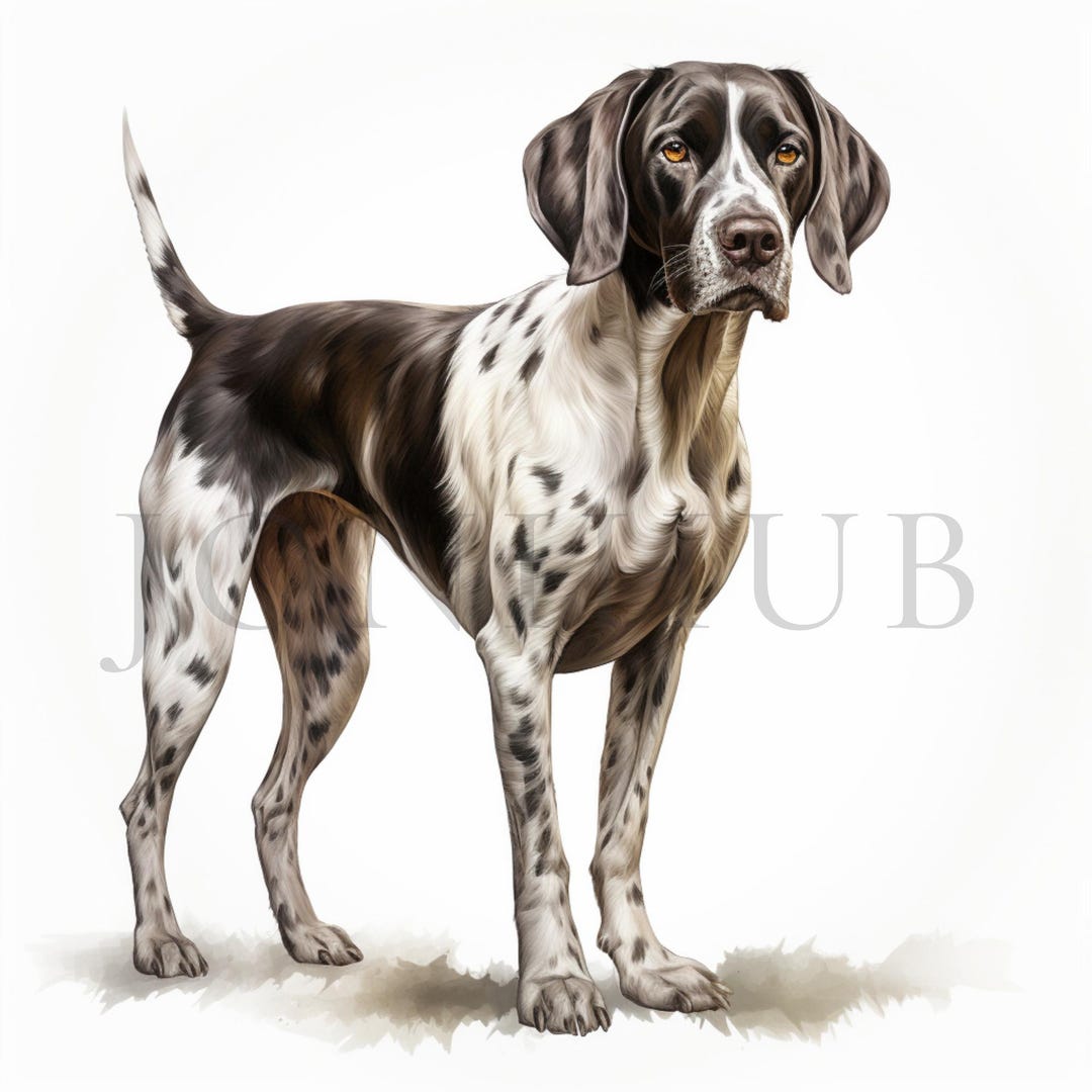 English Pointer Clipart | 10 High Quality Jpgs | Digital Download ...