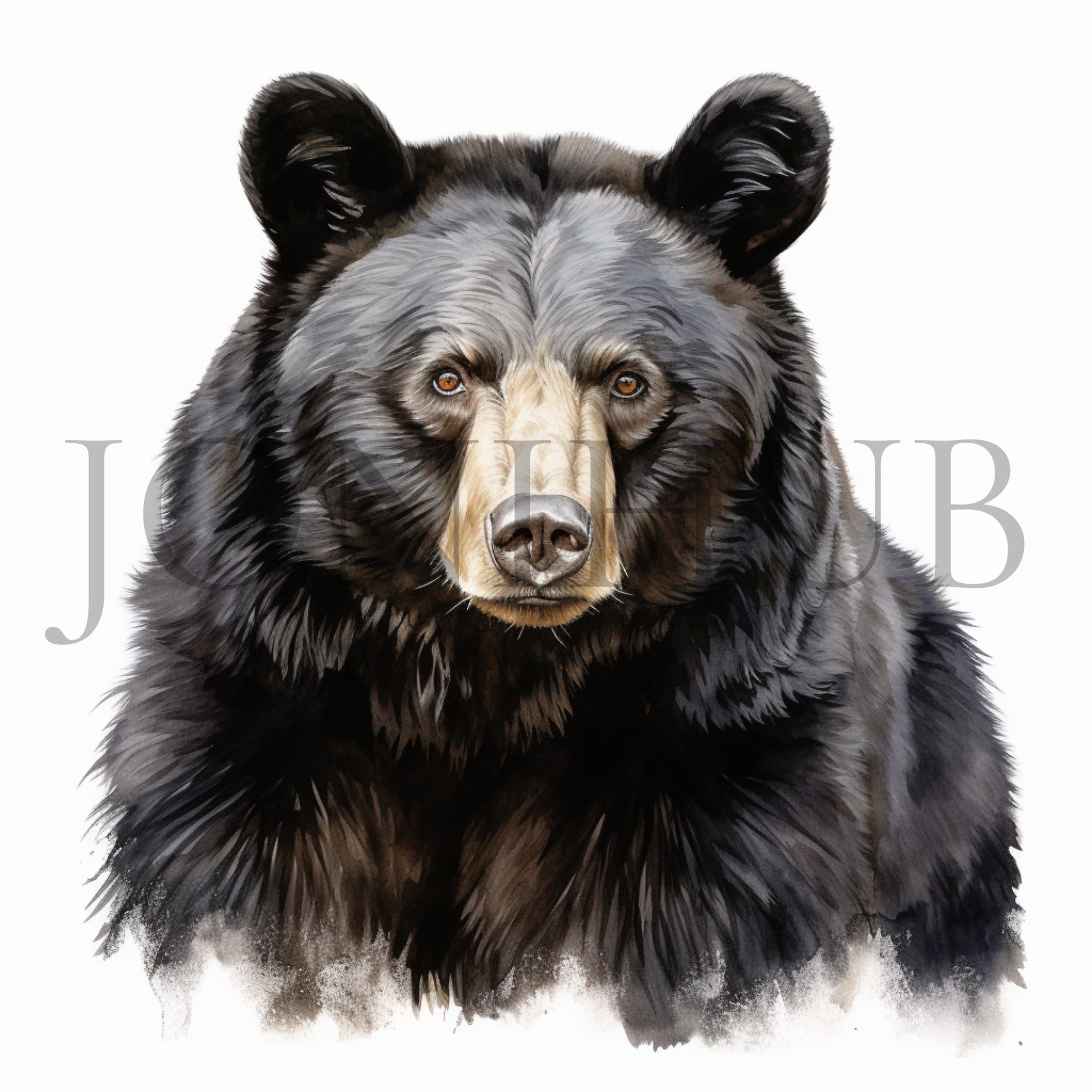 Watercolor Black Bear Clipart 10 High Quality Jpgs Digital Download ...
